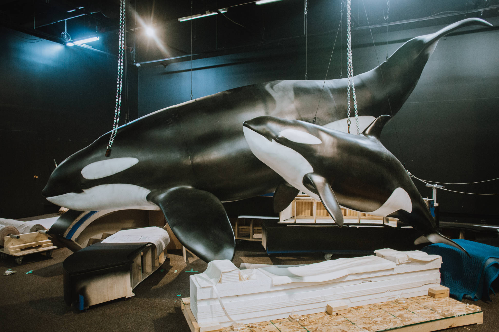 Orcas: Our Shared Future - Monday Mag