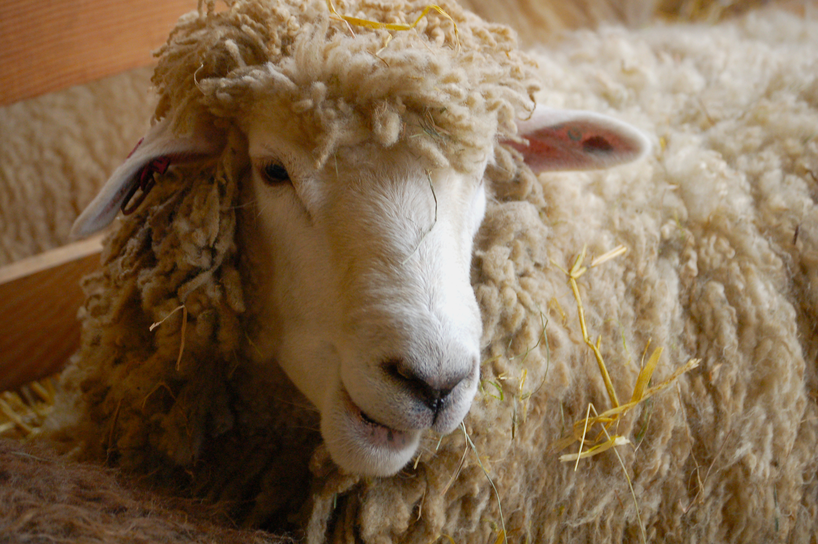 Vancouver Island celebrates with series of late-summer fairs and ...